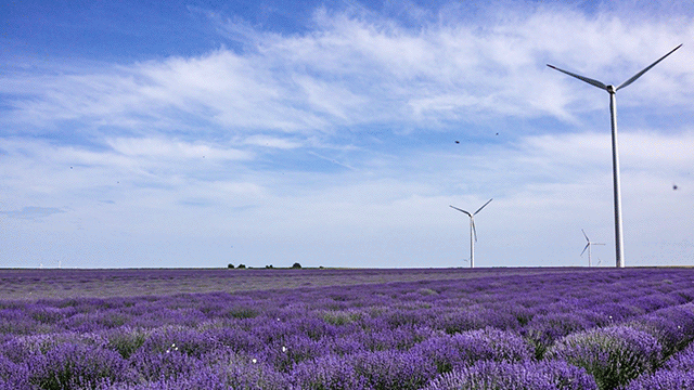 Lavender field – Animated gif – Alex Galmeanu's Blog